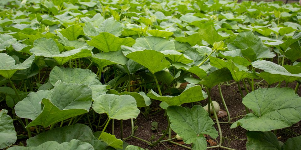 Maximizing Your Yield Potential with ACSEN HyVeg Seeds: High-Quality Hybrid Vegetable Seeds for ...