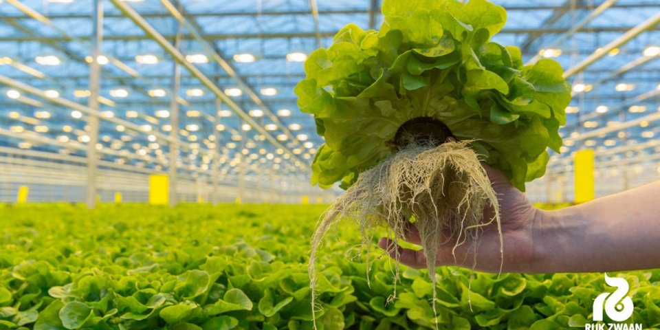 A Taste of Perfection: Rijk Zwaan Seeds - Prime Maldives