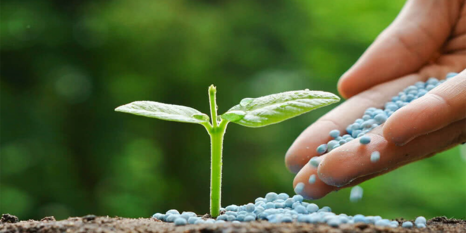 Celebrating Global Fertilizer Day: The Power of Fertilizers in Feeding ...