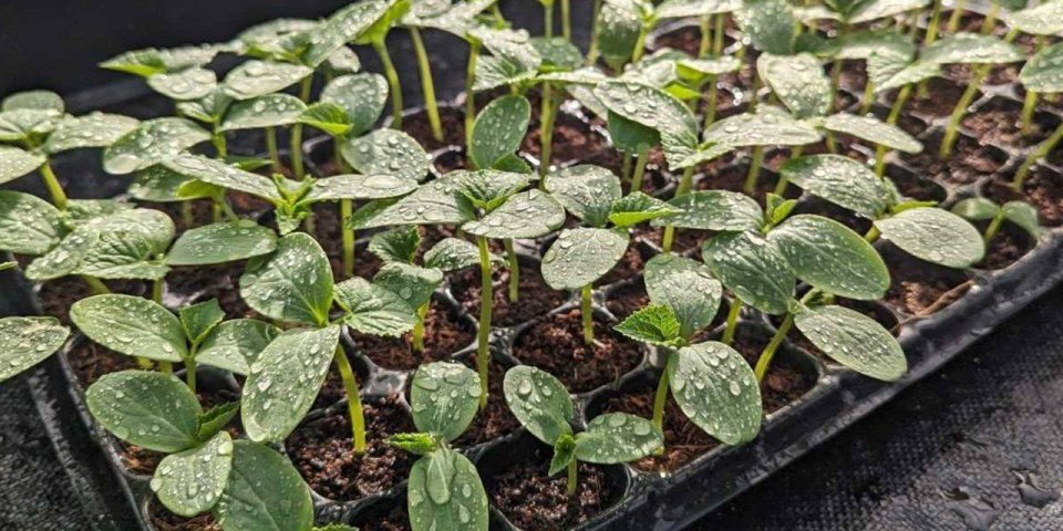 Unlocking the Potential of Maldivian Agriculture with Potassium Nitrate ...